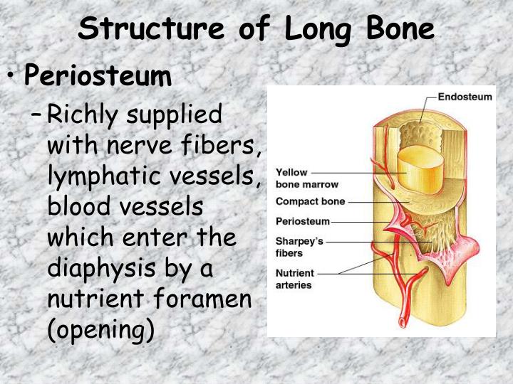 PPT - Chapter 6 Bones and Skeletal Tissues PowerPoint Presentation - ID ...