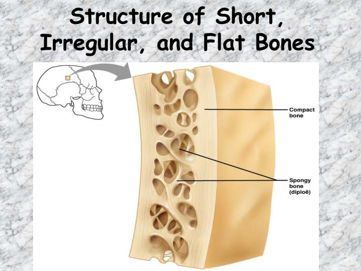 PPT - Chapter 6 Bones and Skeletal Tissues PowerPoint Presentation - ID ...
