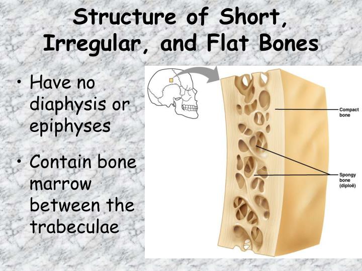 PPT - Chapter 6 Bones and Skeletal Tissues PowerPoint Presentation - ID ...