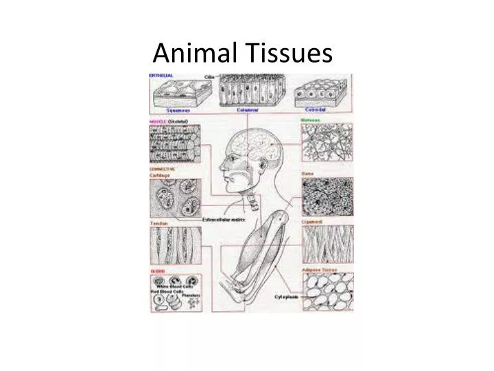 PPT - Animal Tissues PowerPoint Presentation, free download - ID:2182074