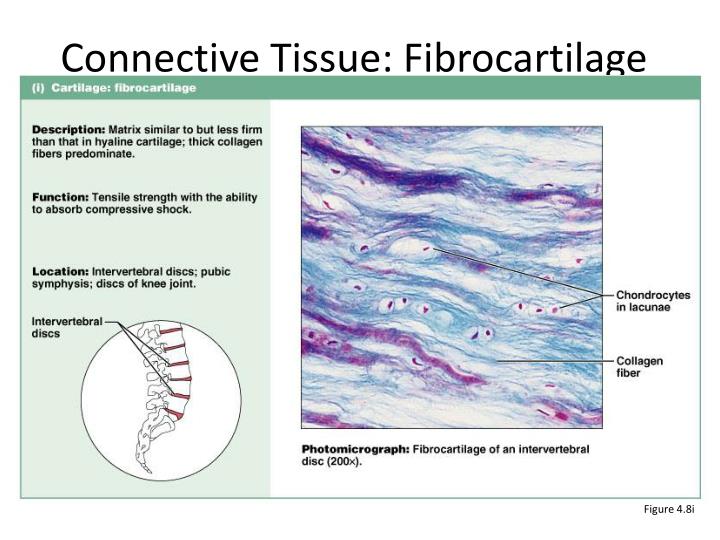 PPT - Connective Tissues PowerPoint Presentation - ID:2182223