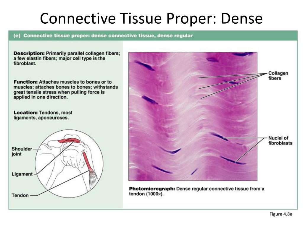 Dense Connective Tissue Structure
