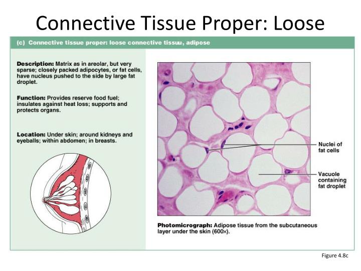 PPT - Connective Tissues PowerPoint Presentation - ID:2182223