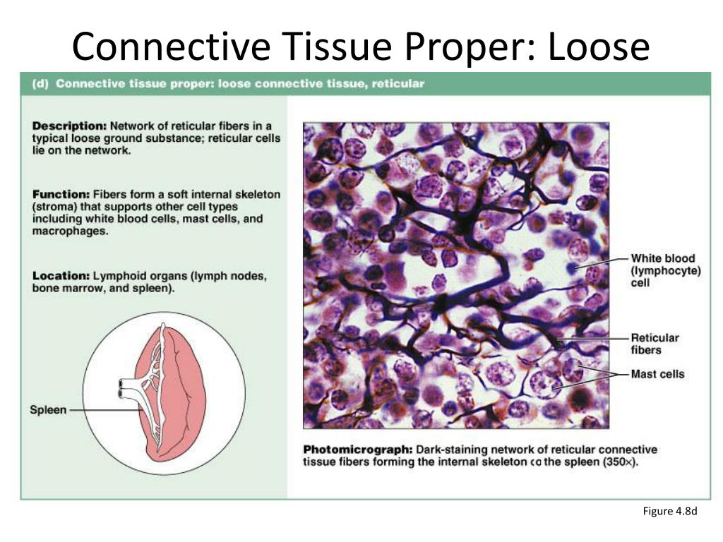 Reticular Connective Tissue Lymph Nodes Reticular Connective Tissue Lymph Nodes