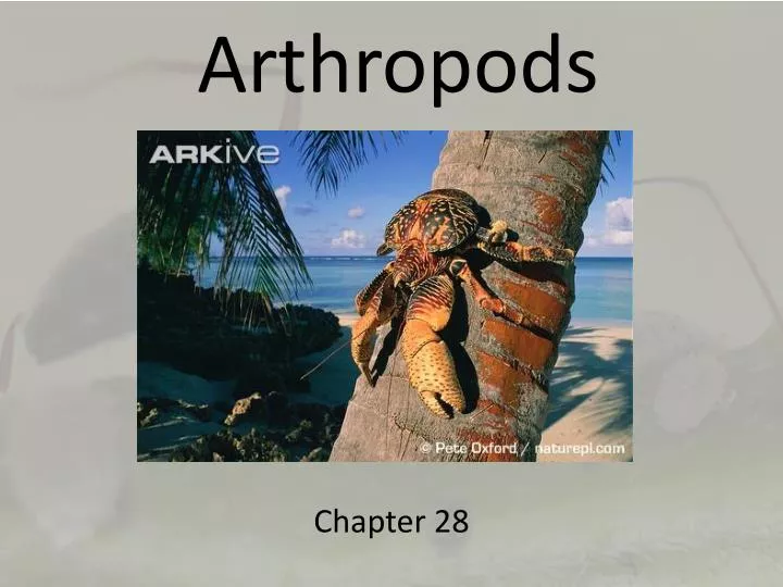 PPT - Arthropods PowerPoint Presentation, free download - ID:2183122