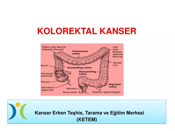 PPT - KOLOREKTAL KANSER PowerPoint Presentation, free download - ID:2183989