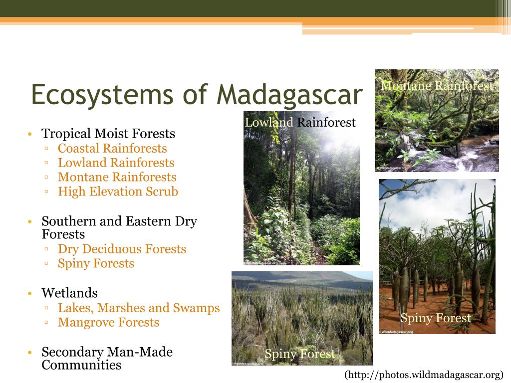 PPT - Conservation of Endemic Species of Madagascar PowerPoint ...