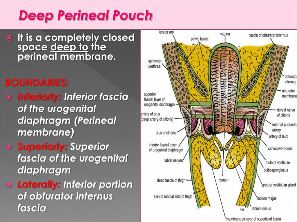 PPT - Urogenital triangle in female + Perineal pouches PowerPoint Presentation - ID:2184648
