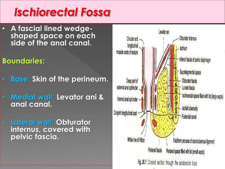Ischiorectal Fossa Cadaver Pelvis and Perineum Quiz - Question 245