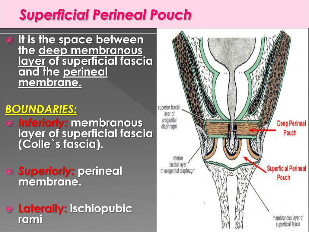 PPT - Urogenital triangle in female + Perineal pouches PowerPoint ...