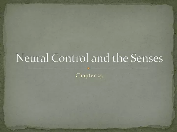 PPT - Neural Control and the Senses PowerPoint Presentation, free ...