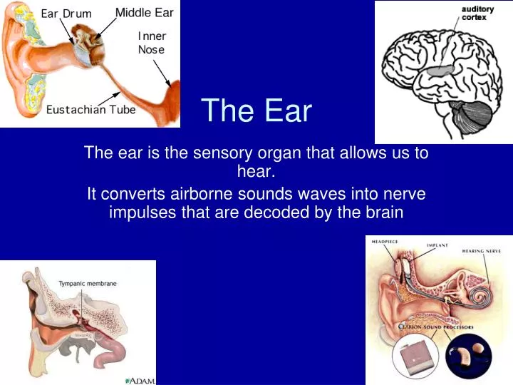 PPT - The Ear PowerPoint Presentation, free download - ID:2184867