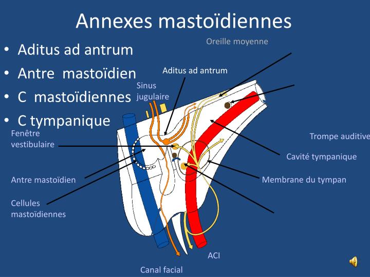 Cellule Mastoïdienne Anatomie _ L’os temporal expliqué – DDVLNE