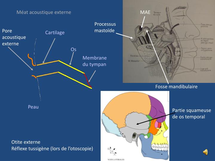 PPT - L’audition PowerPoint Presentation - ID:2184903