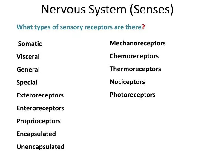 PPT - What types of sensory receptors are there ? PowerPoint ...