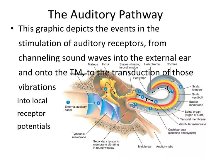 PPT - The Auditory Pathway PowerPoint Presentation, free download - ID ...