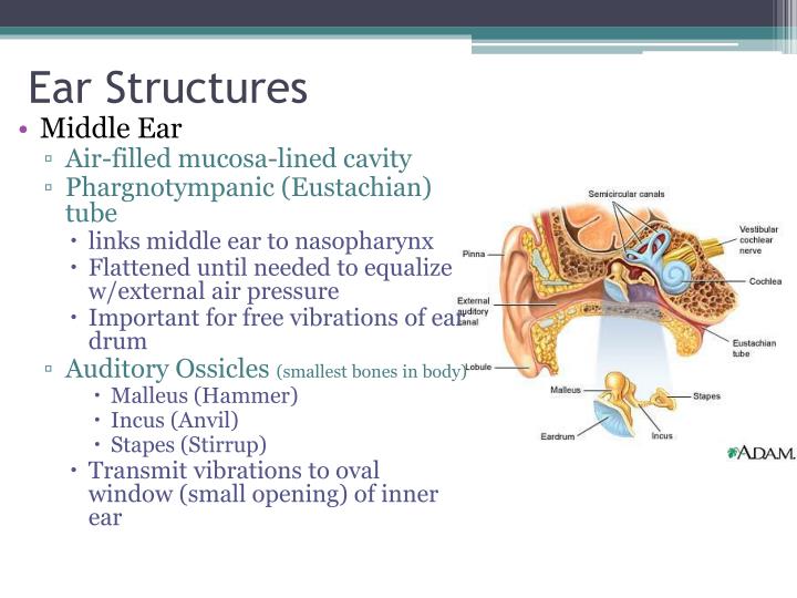 PPT - Special Senses: Equilibrium & Hearing PowerPoint Presentation ...