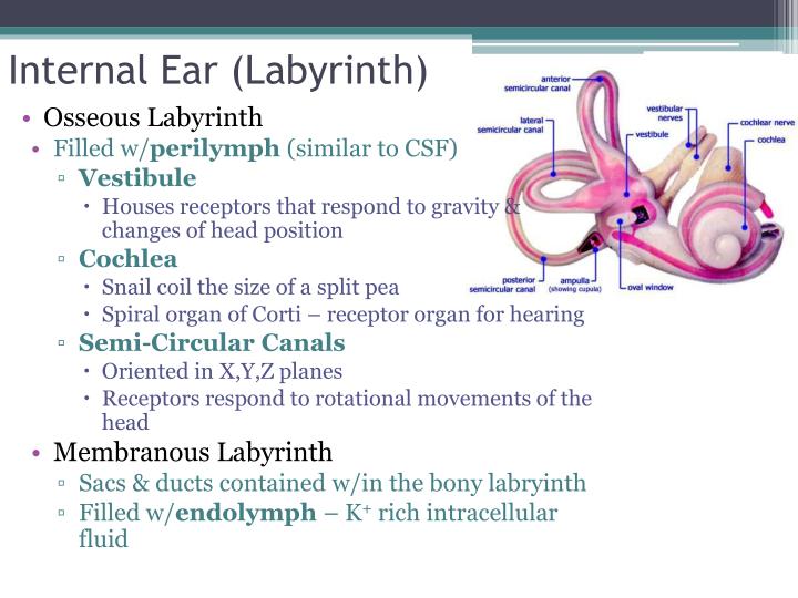 PPT - Special Senses: Equilibrium & Hearing PowerPoint Presentation ...