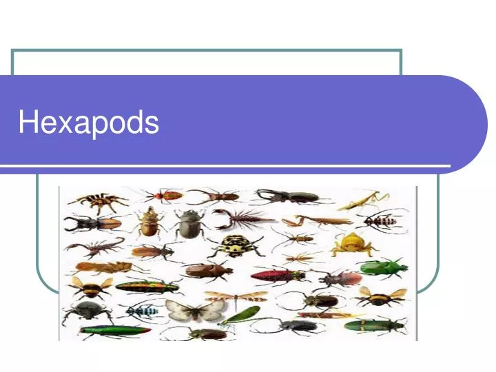 PPT - Hexapods PowerPoint Presentation, free download - ID:2185075
