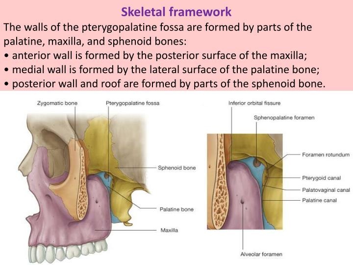 PPT - Infratemporal & Pterygopalatine Fossae PowerPoint Presentation ...
