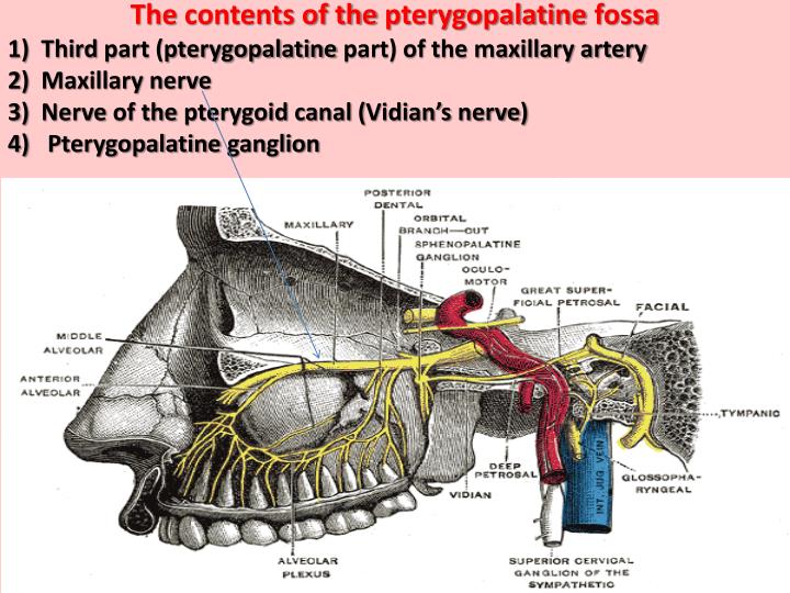 PPT - Infratemporal & Pterygopalatine Fossae PowerPoint Presentation ...