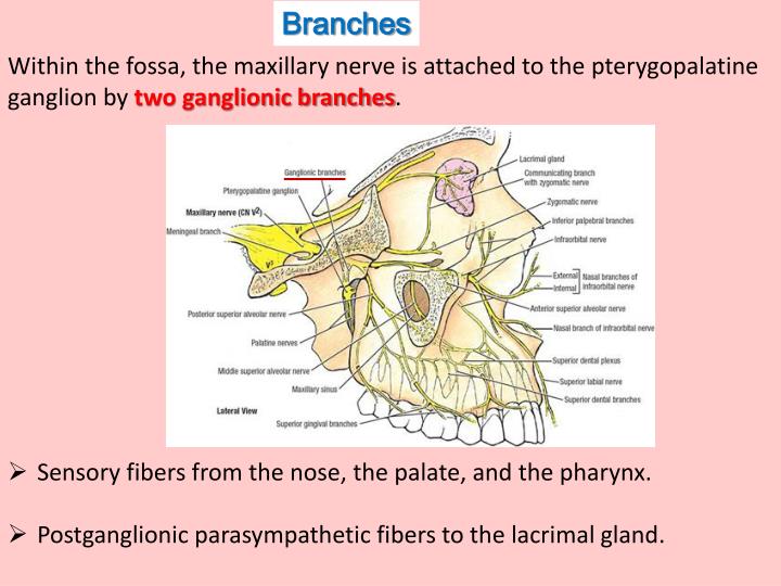 PPT - Infratemporal & Pterygopalatine Fossae PowerPoint Presentation ...