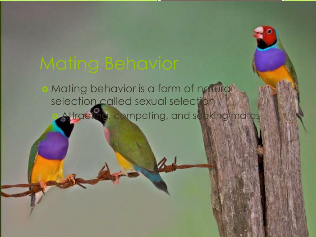 PPT - Natural selection favors behaviors that increase survival and ...