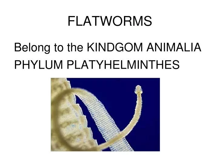 PPT - FLATWORMS PowerPoint Presentation, free download - ID:2185699