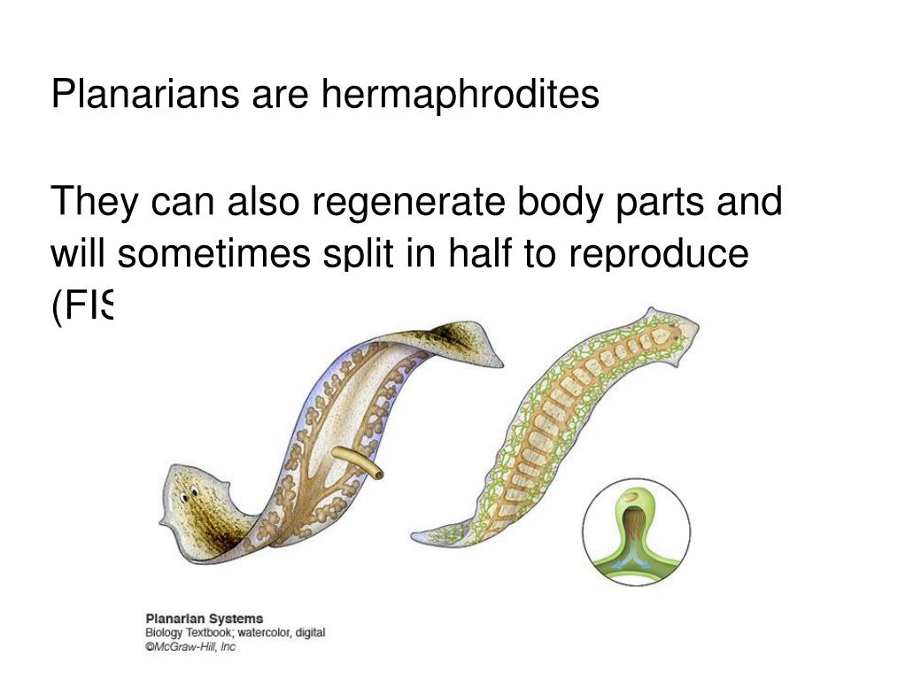 Ppt Flatworms Powerpoint Presentation Free Download Id2185699