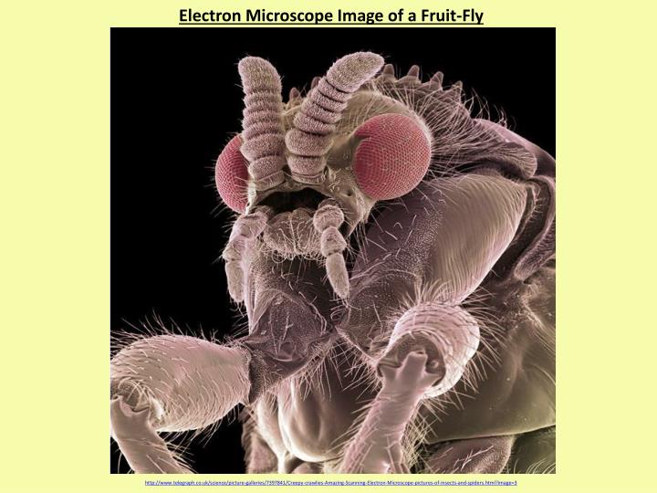 PPT - The Microscope PowerPoint Presentation - ID:2185863