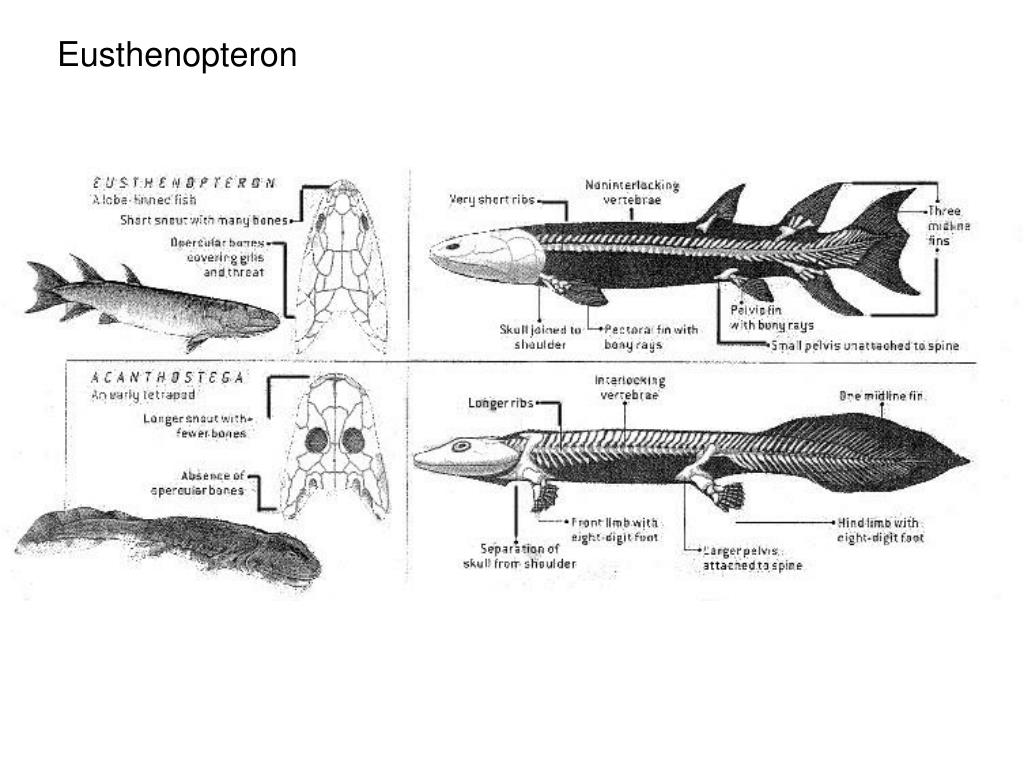 PPT - HOL Chapter Eight Leaving the Water The Origin of Land Plants 120 ...