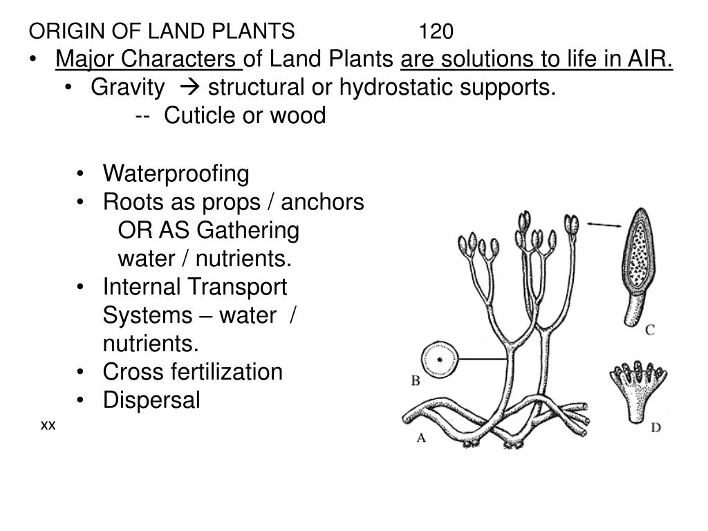 PPT - HOL Chapter Eight Leaving the Water The Origin of Land Plants 120 ...