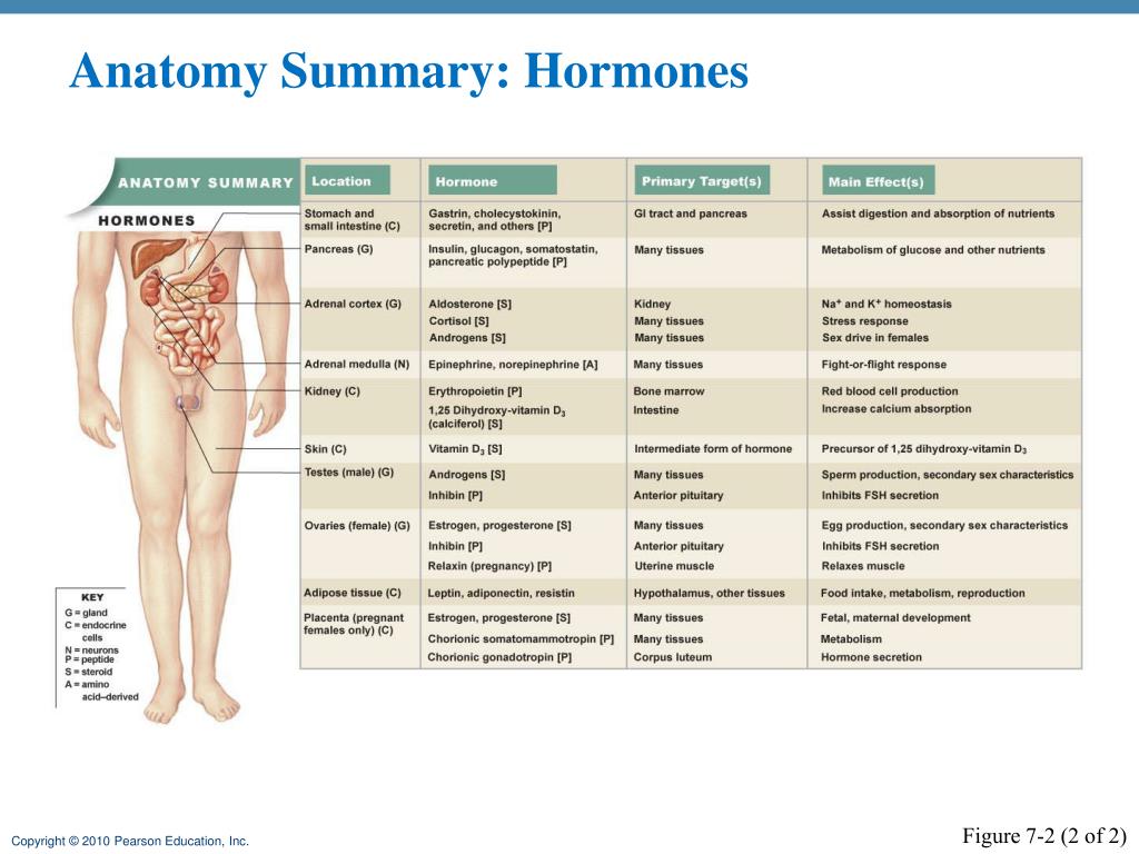 Ppt Anatomy Summary Hormones Powerpoint Presentation Free Download