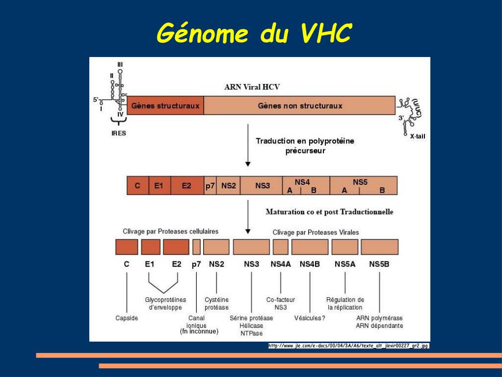 PPT - Hépatite C : Réplication du Virus et Cibles thérapeutiques (hors ...