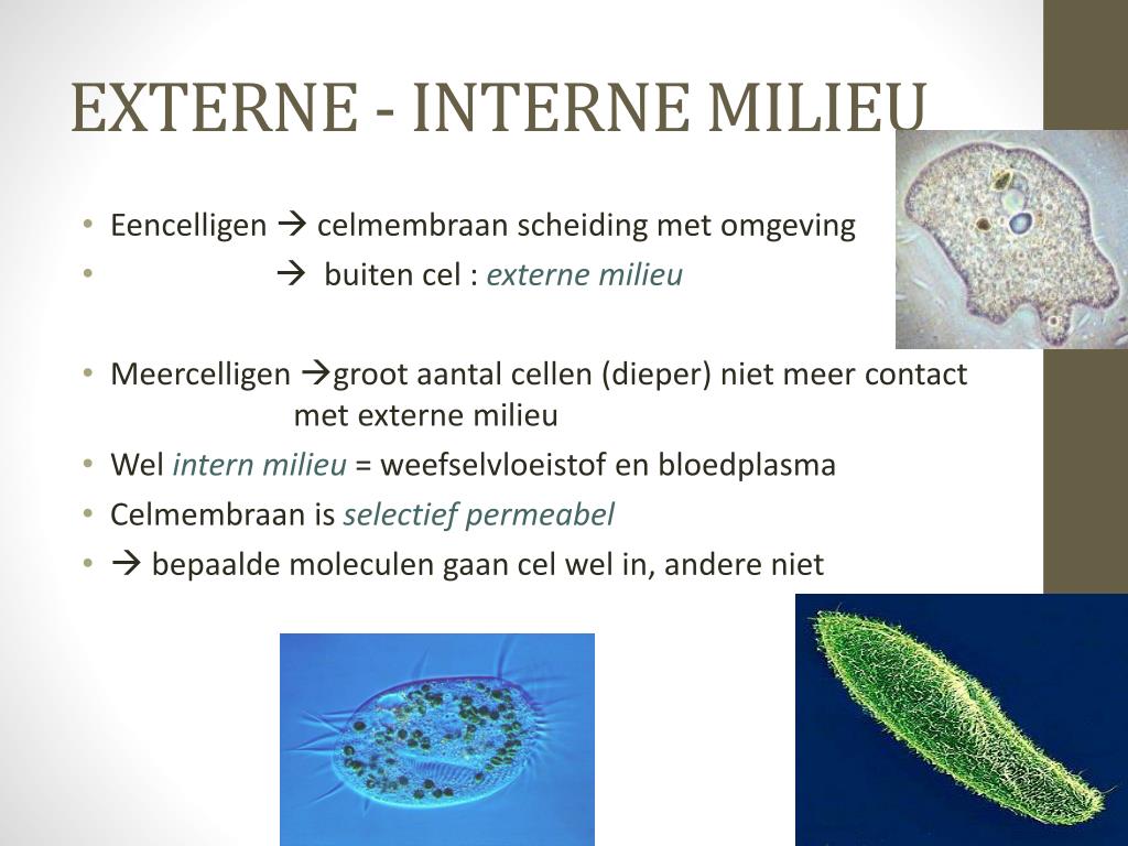 PPT - Membranen en transport van moleculen PowerPoint Presentation ...