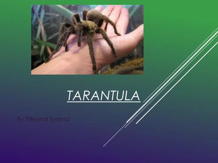 PPT - Tarantula PowerPoint Presentation, free download - ID:2187284