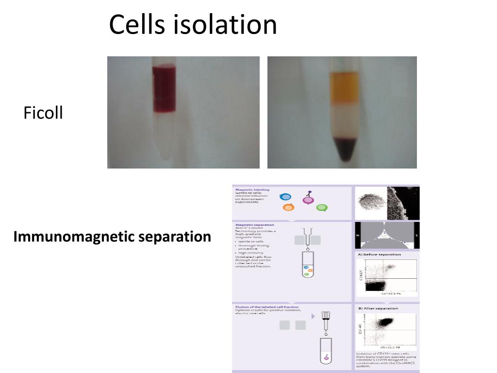 PPT - Mammalian Cell Culture PowerPoint Presentation, free download ...
