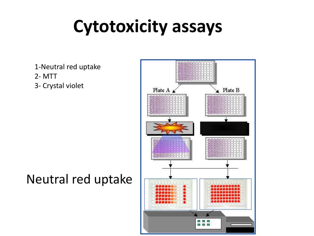 PPT - Mammalian Cell Culture PowerPoint Presentation, free download ...