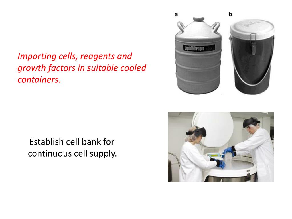PPT - Mammalian Cell Culture PowerPoint Presentation, free download ...