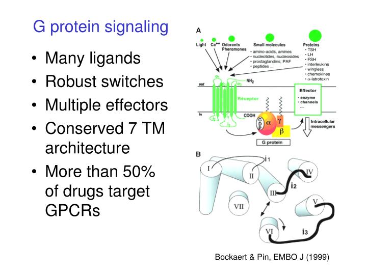 PPT - Signal Transduction by G proteins PowerPoint Presentation - ID ...