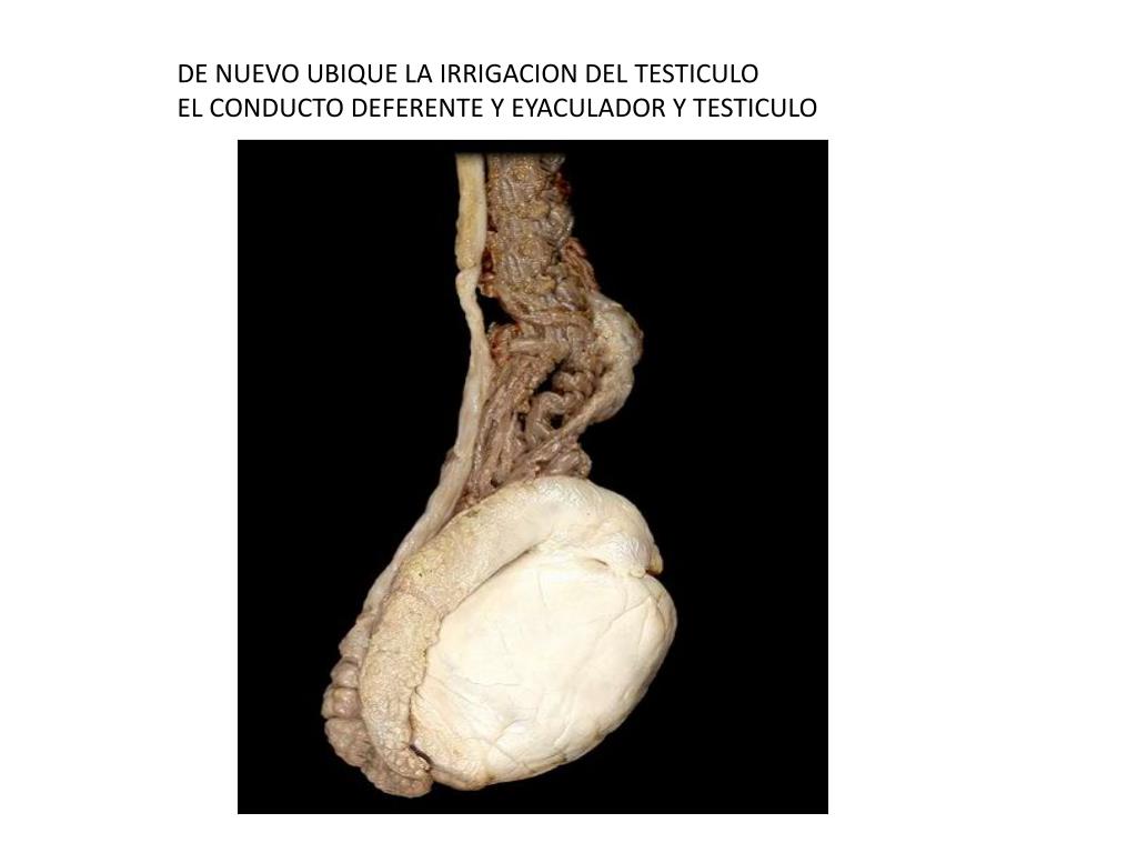 PPT - GUIA APARATO REPRODUCTOR MASCULINO Y FEMENINO PowerPoint ...