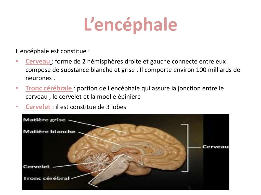 PPT - Introduction PowerPoint Presentation, free download - ID:2187667