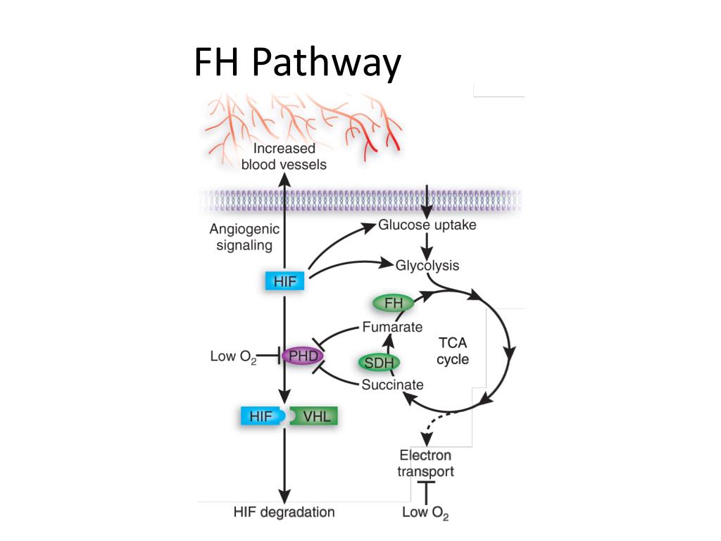 PPT - Genetics & Molecular Markers for Renal Cell Carcinoma PowerPoint ...