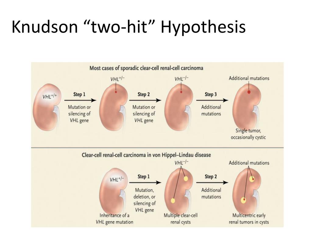 PPT - Genetics & Molecular Markers for Renal Cell Carcinoma PowerPoint ...