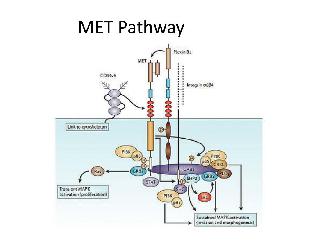 PPT - Genetics & Molecular Markers for Renal Cell Carcinoma PowerPoint ...