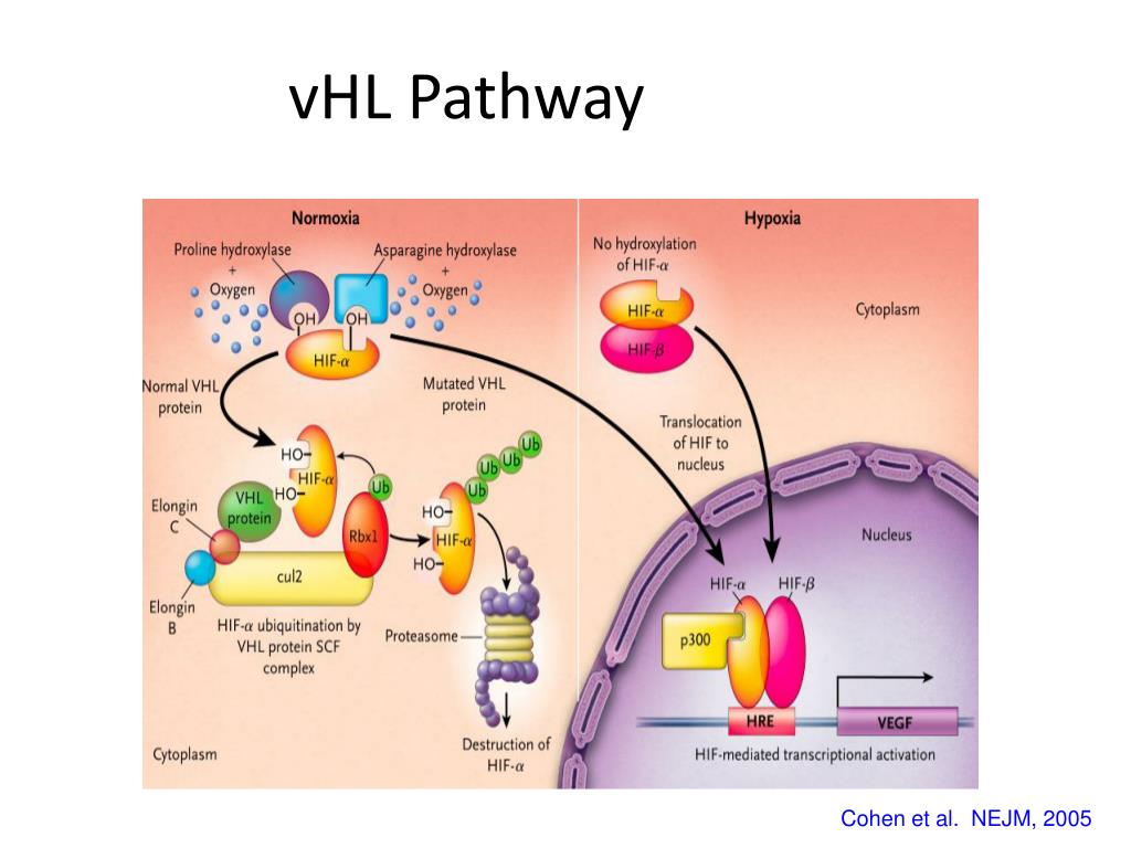 PPT - Genetics & Molecular Markers for Renal Cell Carcinoma PowerPoint ...