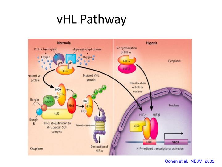 PPT - Genetics & Molecular Markers for Renal Cell Carcinoma PowerPoint ...