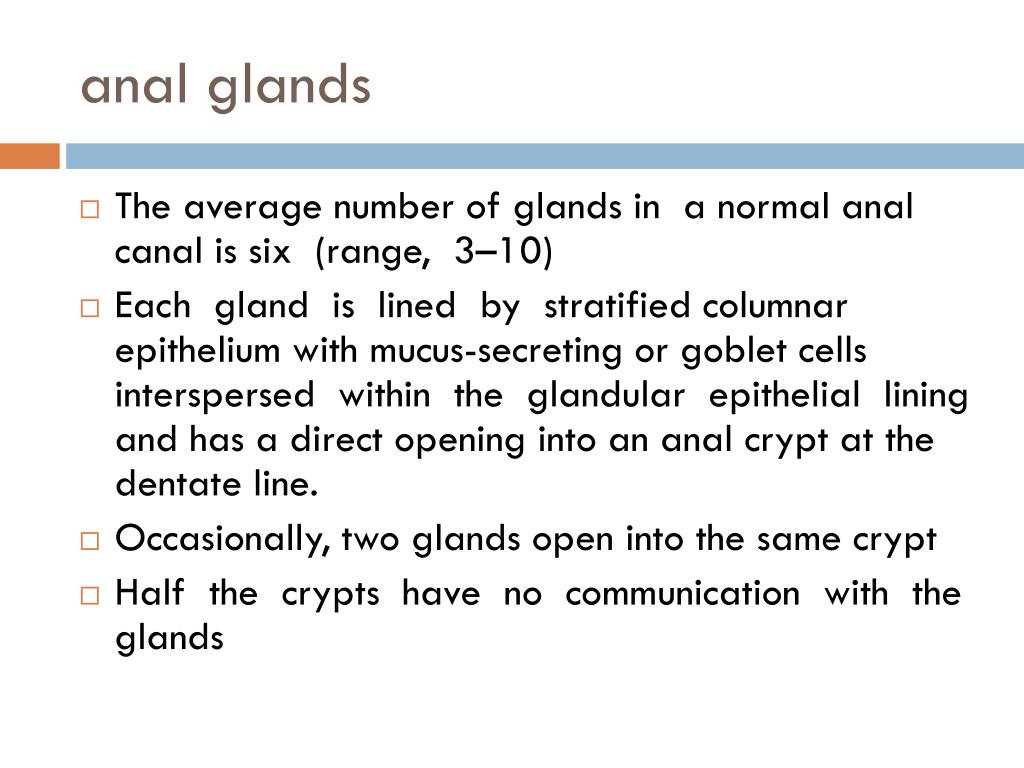 PPT - Perianal suppuration anal abscess-fistula PowerPoint Presentation ...