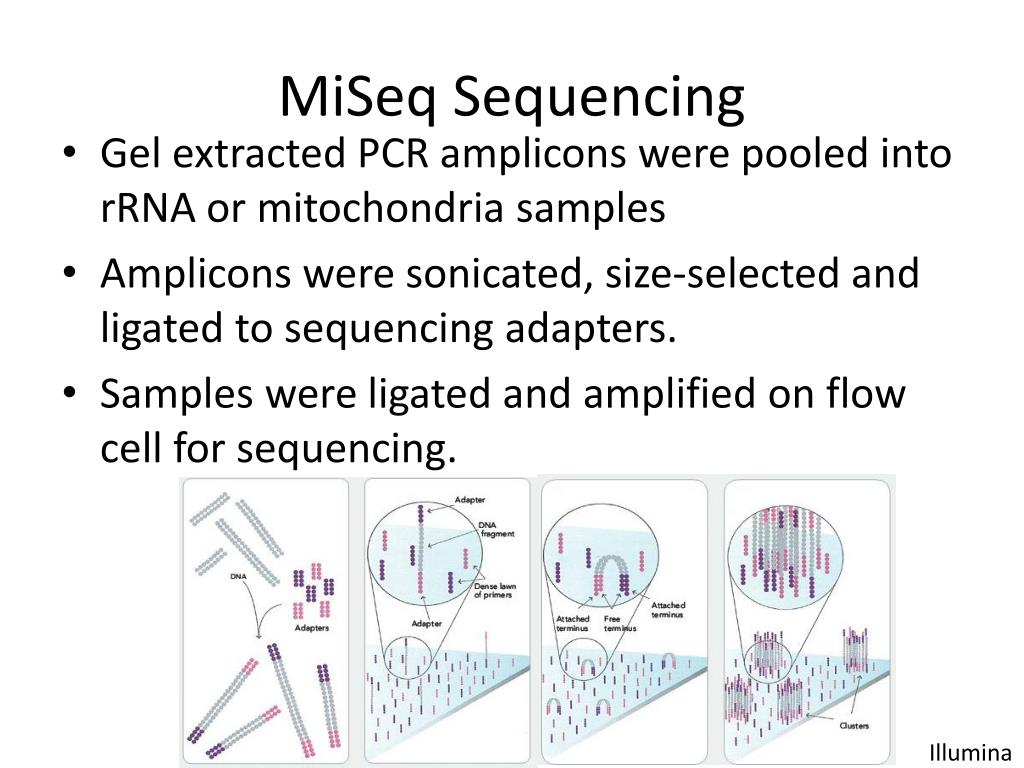 PPT - ACLAM Forum May 7, 2014 Alexander Sheh Division of Comparative ...