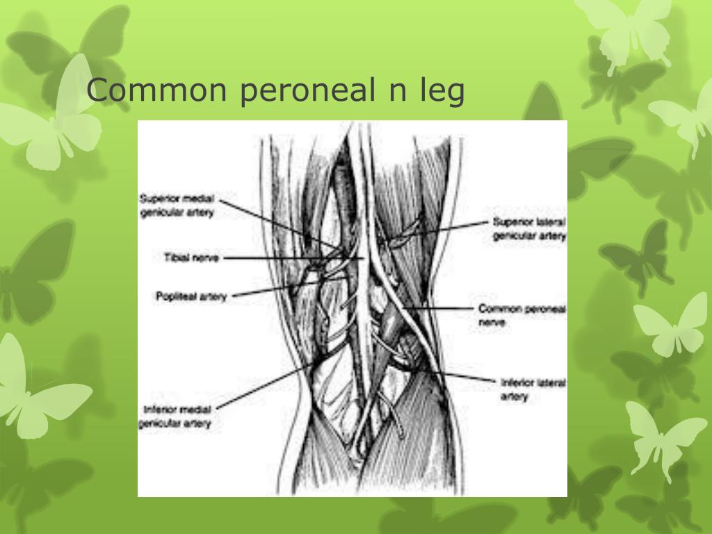 PPT - Orthopaedic + Plastic Surgical anatomy PowerPoint Presentation ...